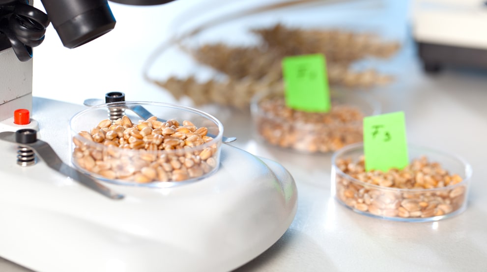 Chia Seed Genome Sequencing – Rose Wood Research